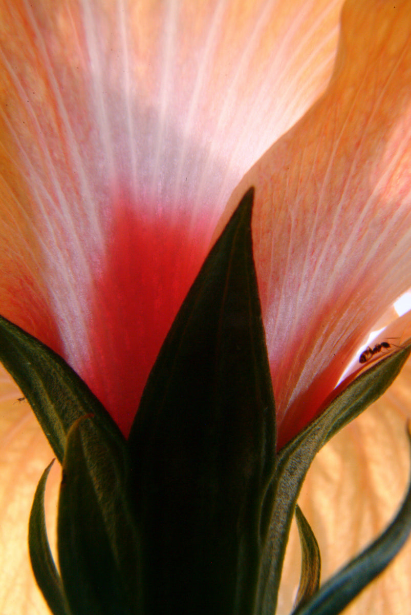 Macro Micro Art Ventures Nwa